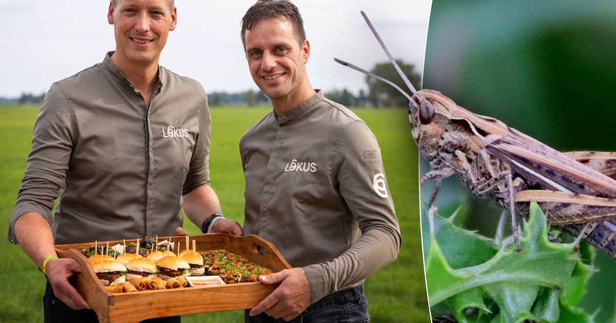 Peter en Eysbrand weten het zeker: sprinkhanenvlees heeft de toekomst ...